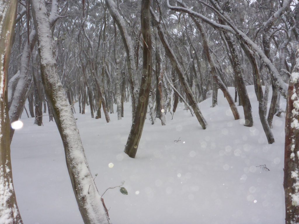 Baw Baw plateau under snow - 1/2 Sep 2018 | VK3IL Blog